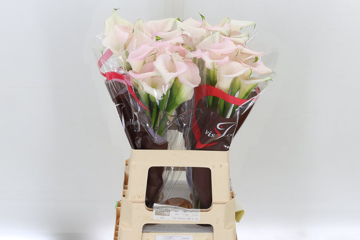 Zanthedeschias / Calla Lilies