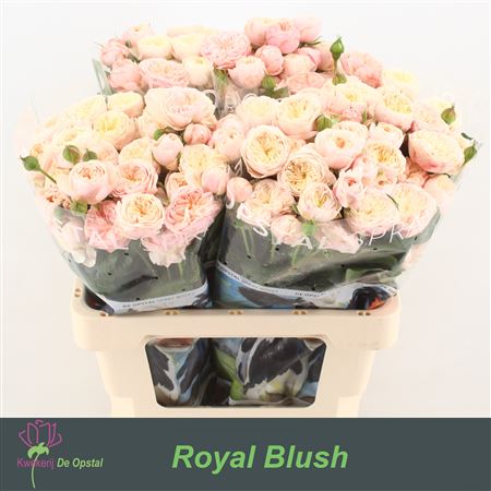 Rose Spray Royal Blush 60cm
